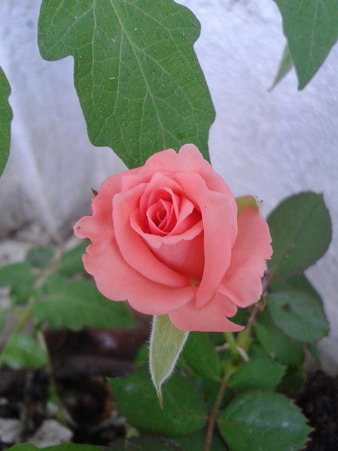 Rose Photograph by MEERA Niranjanadevi - Fine Art America