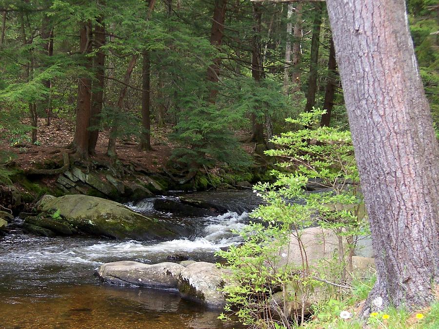 Running Stream Photograph by Catherine Gagne - Fine Art America