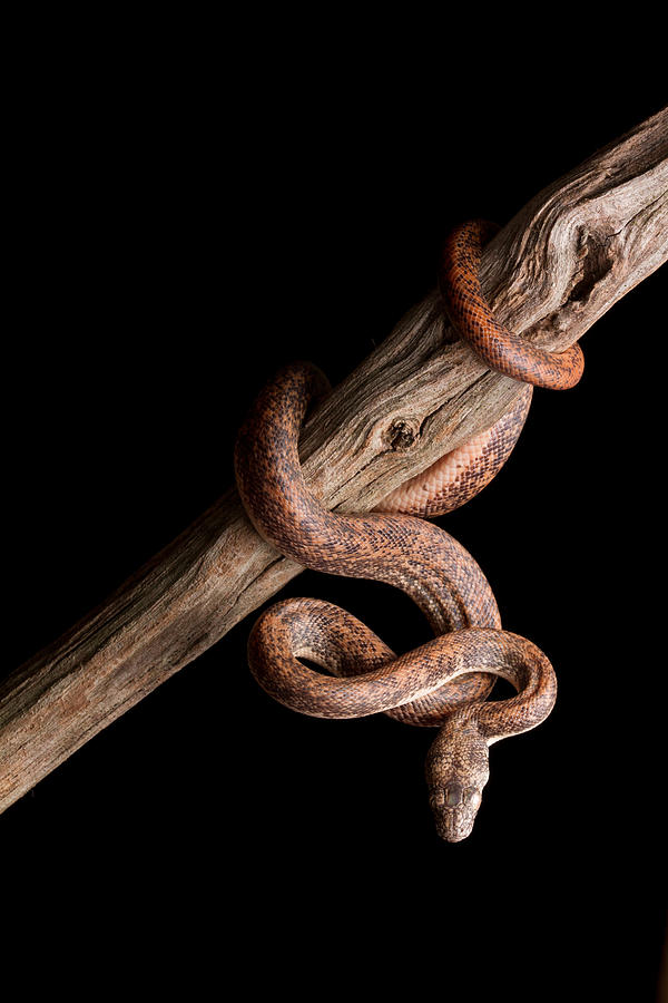 Savu Python On Tree Branch Photograph by David Kenny - Fine Art America