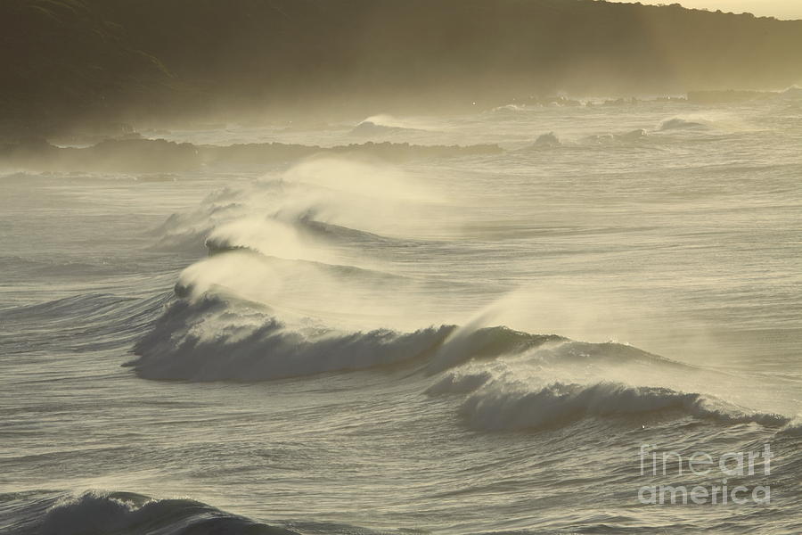 Sea Horses Photograph by David Van der Merwe - Fine Art America