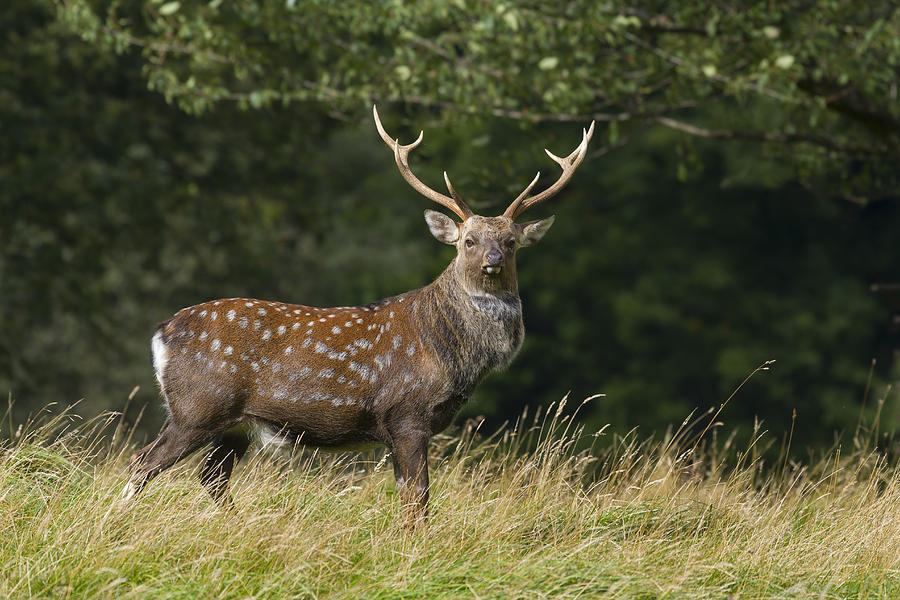 Sika Deer Photograph by Chris Smith