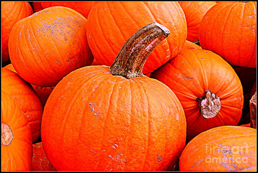 Small Pumpkins Photograph by Dora Sofia Caputo - Fine Art America