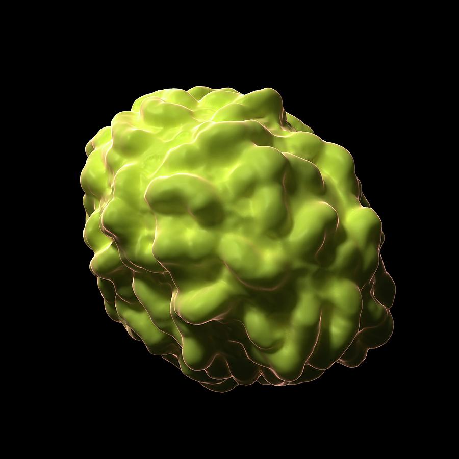 Smallpox Virus Particle Photograph by Sciepro/science Photo Library - Pixels