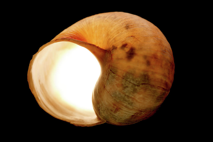 Snail Shell Photograph by Mauro Fermariello/science Photo Library ...