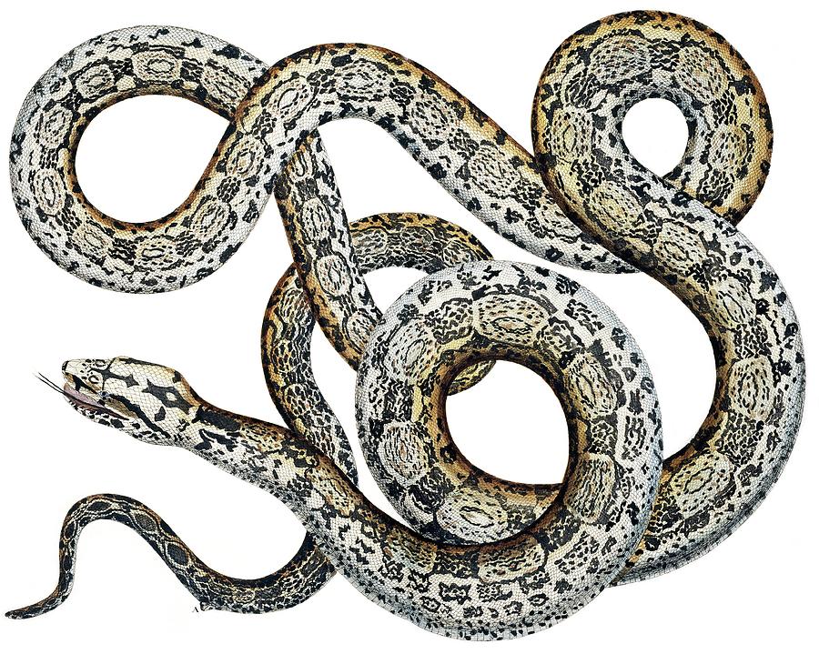 Snake Photograph by Natural History Museum, London/science Photo ...