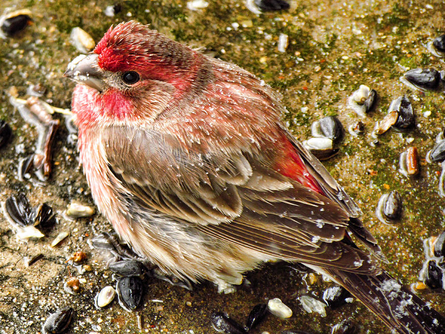 Snow Bird Photograph by Shannon Story - Fine Art America