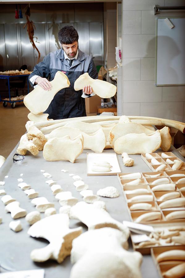 Sperm Whale Skeleton Preparation #2 Photograph by Thomas Fredberg ...