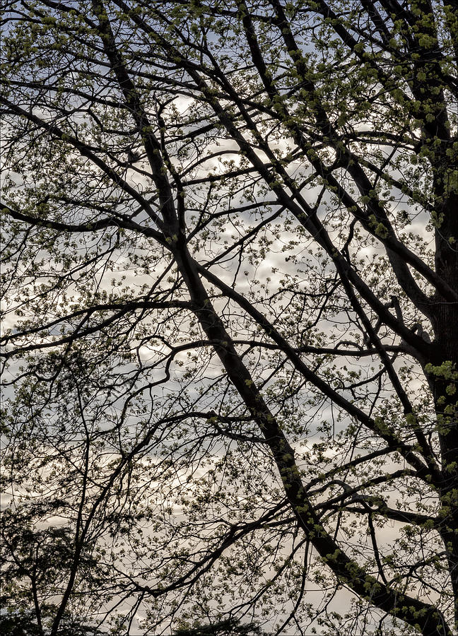 Spring Trees and Clouds Photograph by Robert Ullmann - Fine Art America