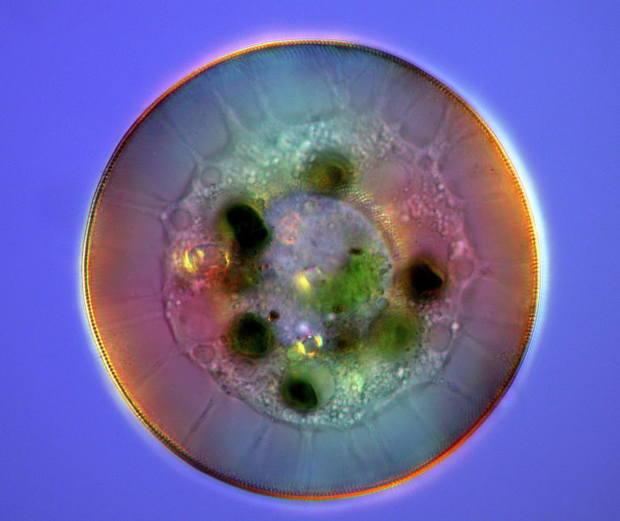 Testate Amoeba Photograph by Marek Mis/science Photo Library - Fine Art ...