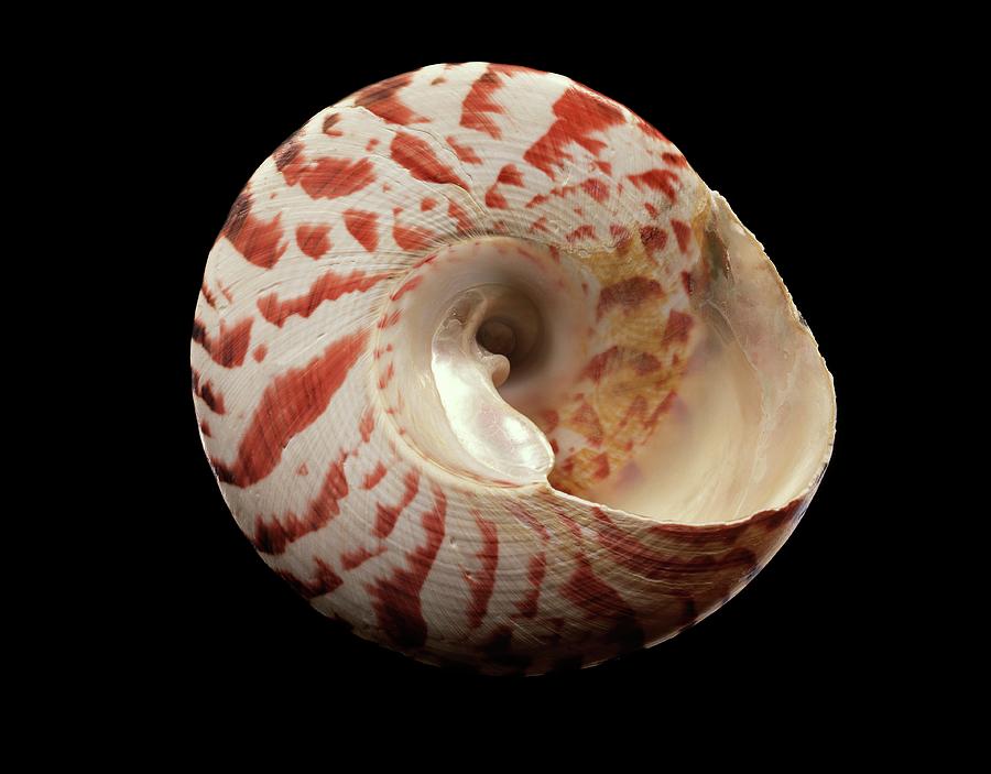 Top Snail Shell Photograph by Gilles Mermet - Fine Art America