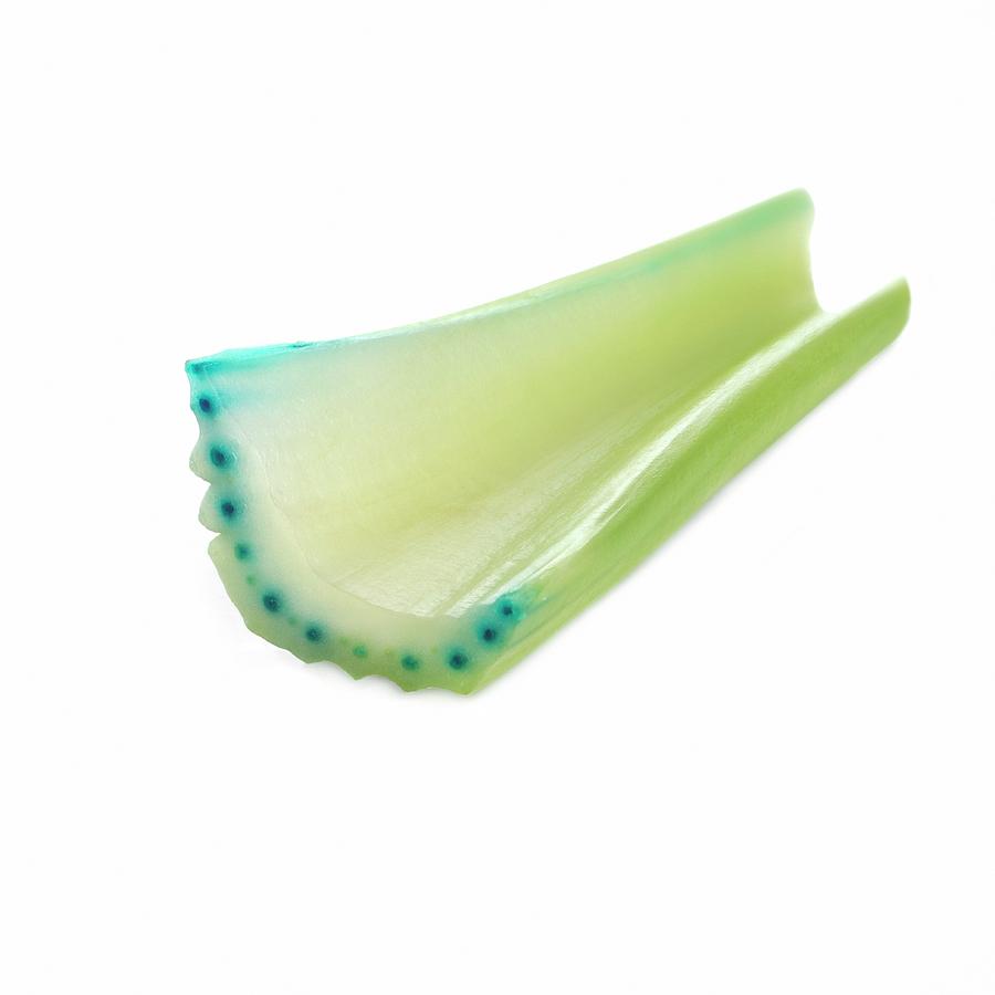 Transpiration In Celery Stalks #2 by Science Photo Library