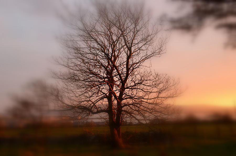 Tree Photograph by Barbara Walsh | Fine Art America