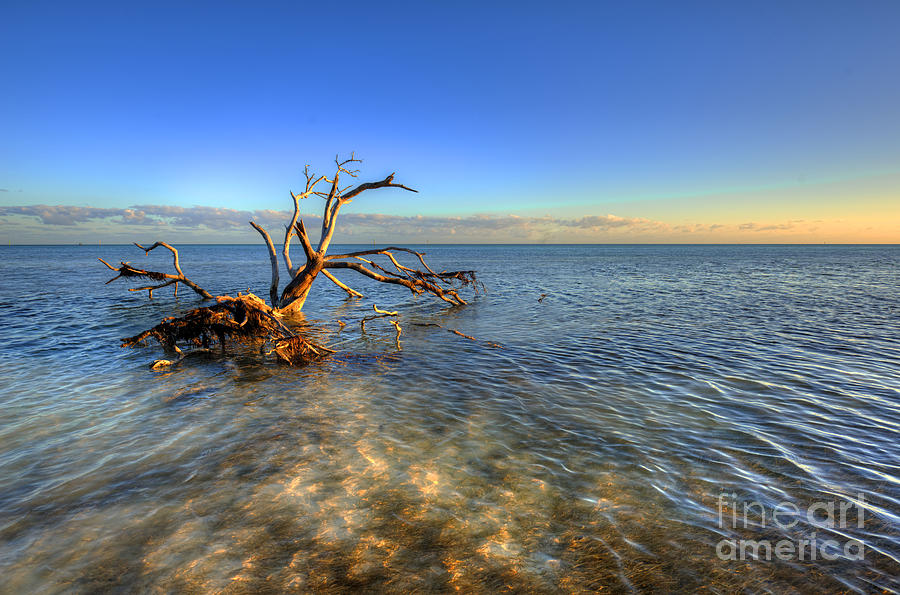 Tree Photograph by Bruce Bain - Fine Art America