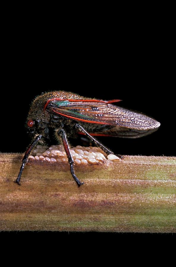 Treehopper Photograph by Patrick Landmann/science Photo Library | Pixels
