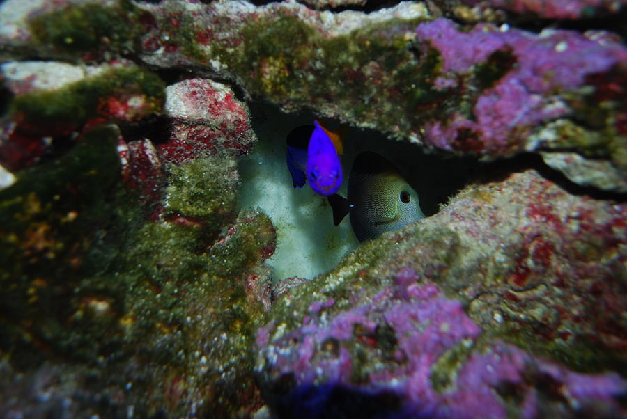 Tropical fish in cave Photograph by Robert Floyd - Fine Art America