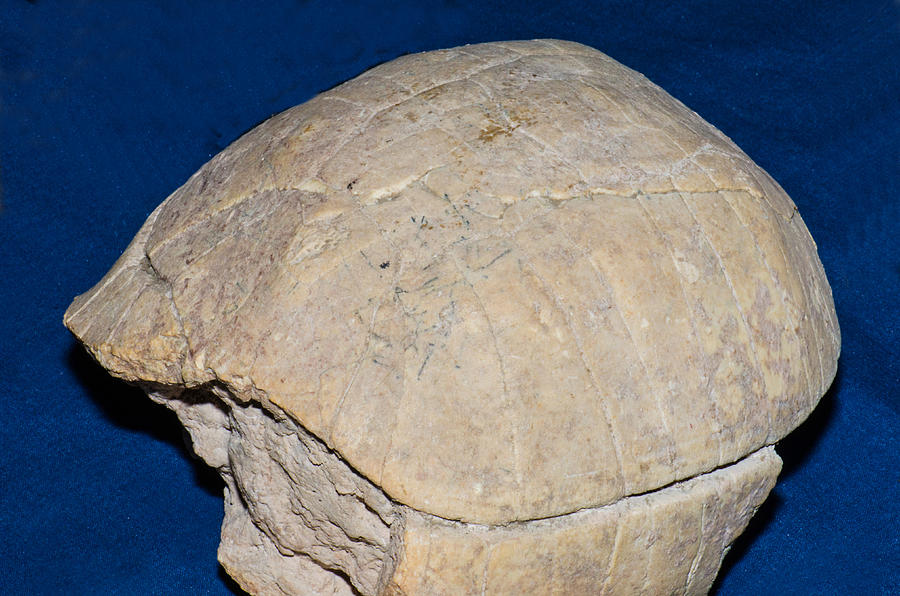 Turtle Fossil Photograph by Millard H. Sharp - Fine Art America