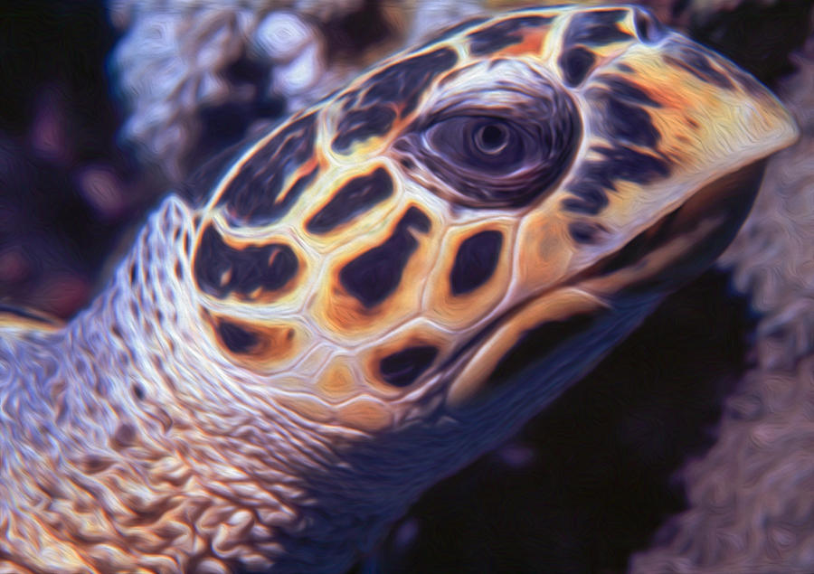 Turtle Digital Art by Roy Pedersen - Fine Art America