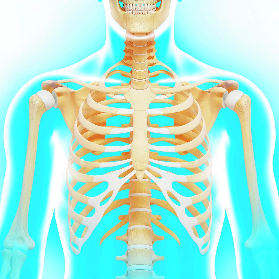Upper Body Bones Photograph by Pixologicstudio/science Photo Library ...
