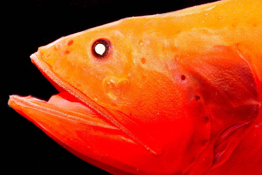 Velvet Whalefish Barbourisia Rufa Photograph by Danté Fenolio - Fine ...