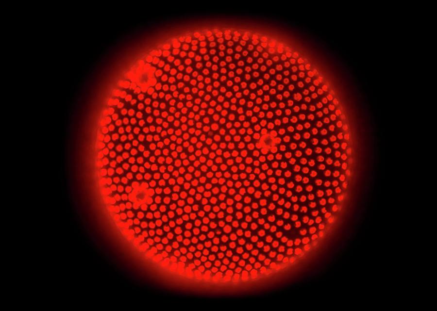 Volvox Sp #2 by Science Photo Library