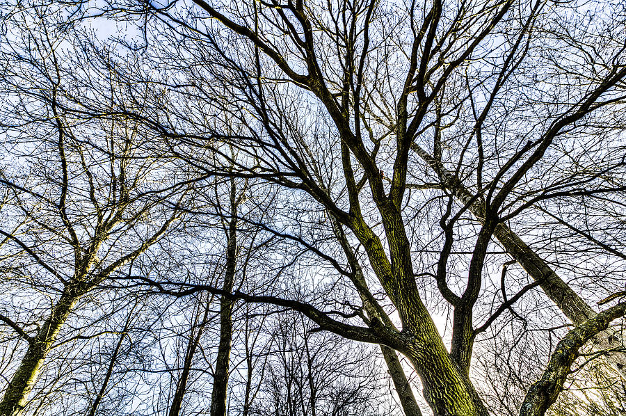 Waiting for Spring Photograph by David Pyatt - Fine Art America