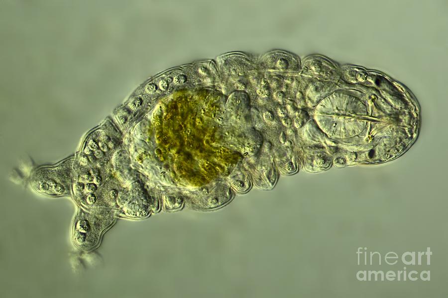 Water Bear, Light Micrograph #2 by Science Photo Library