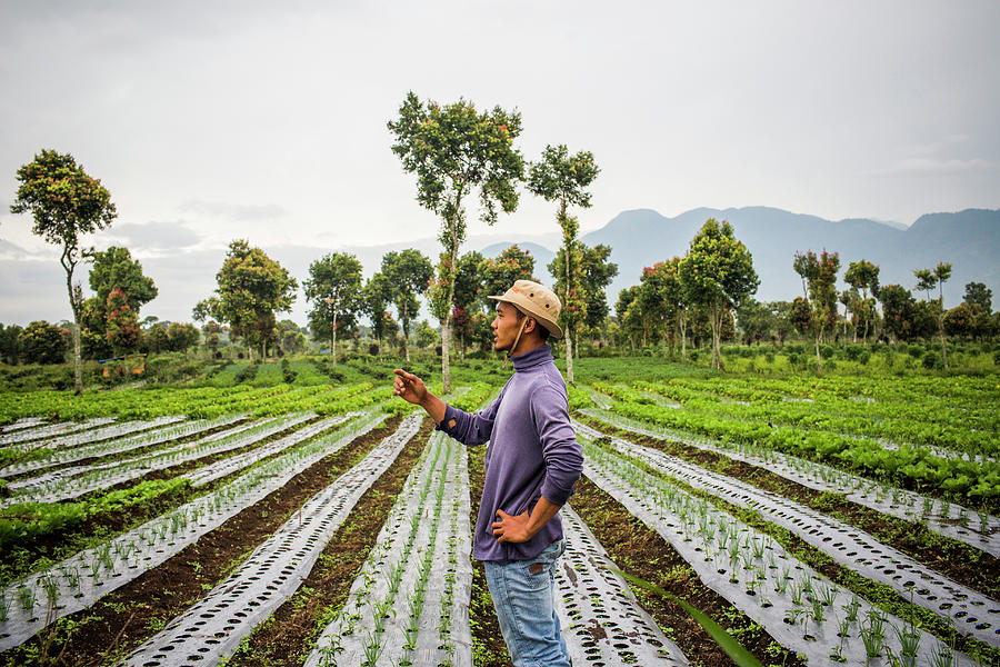 Workers In The Coffee Fields Photograph by Modoc Stories - Fine Art America