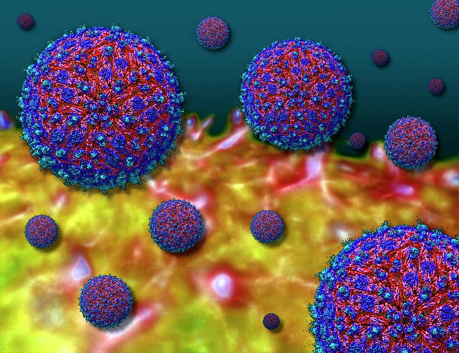 Zika Virus Particles Photograph by Louise Hughes/science Photo Library - Fine Art America