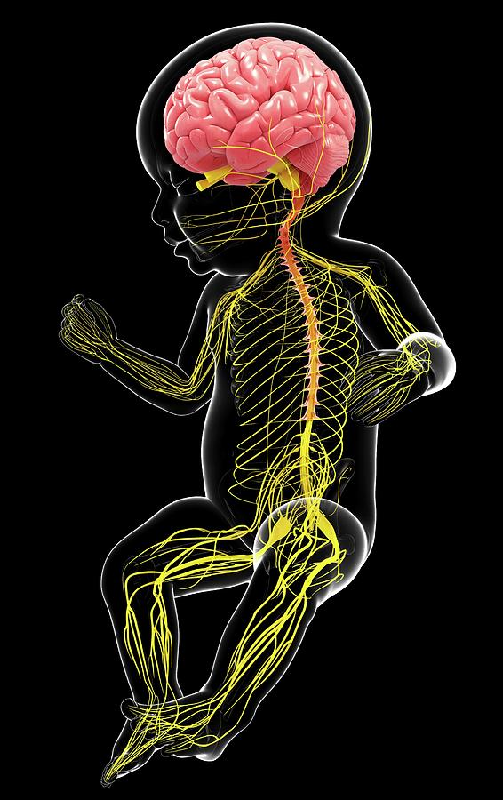 Baby's Nervous System #20 by Science Photo Library