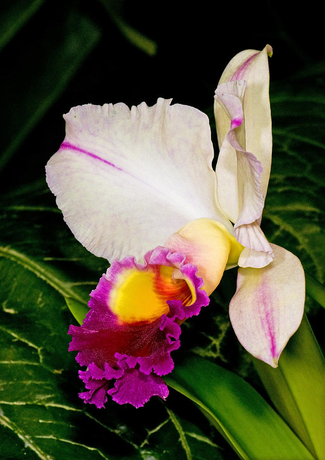 Cattleya Photograph by Millard H. Sharp - Pixels