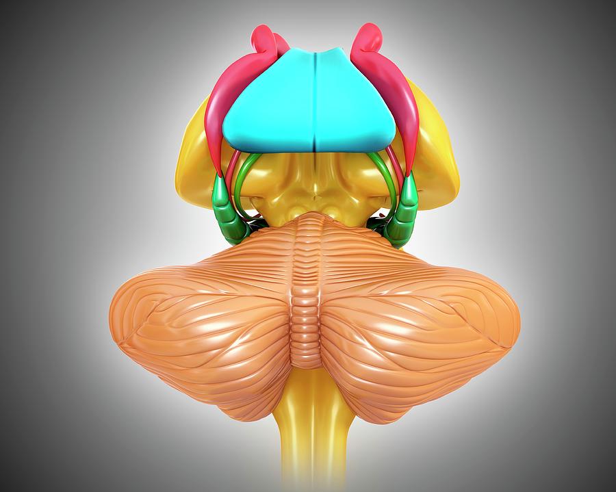 Human Brain Structures #20 by Science Photo Library