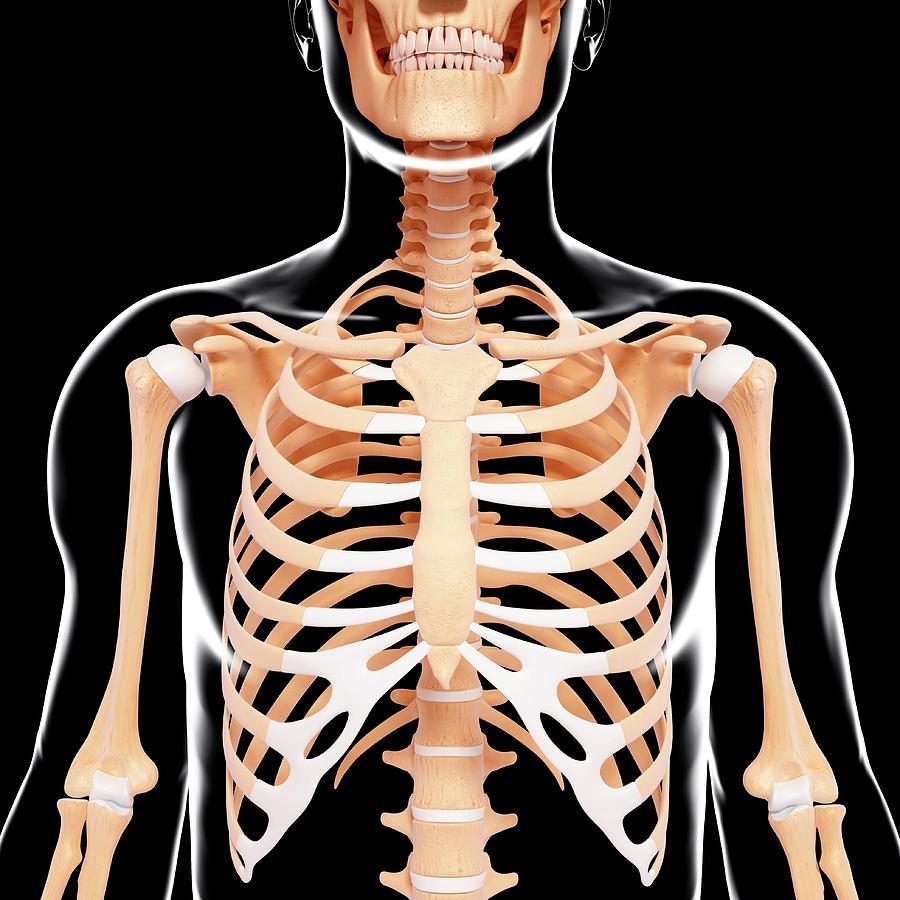 Human Skeleton #20 Photograph by Pixologicstudio / Science Photo ...