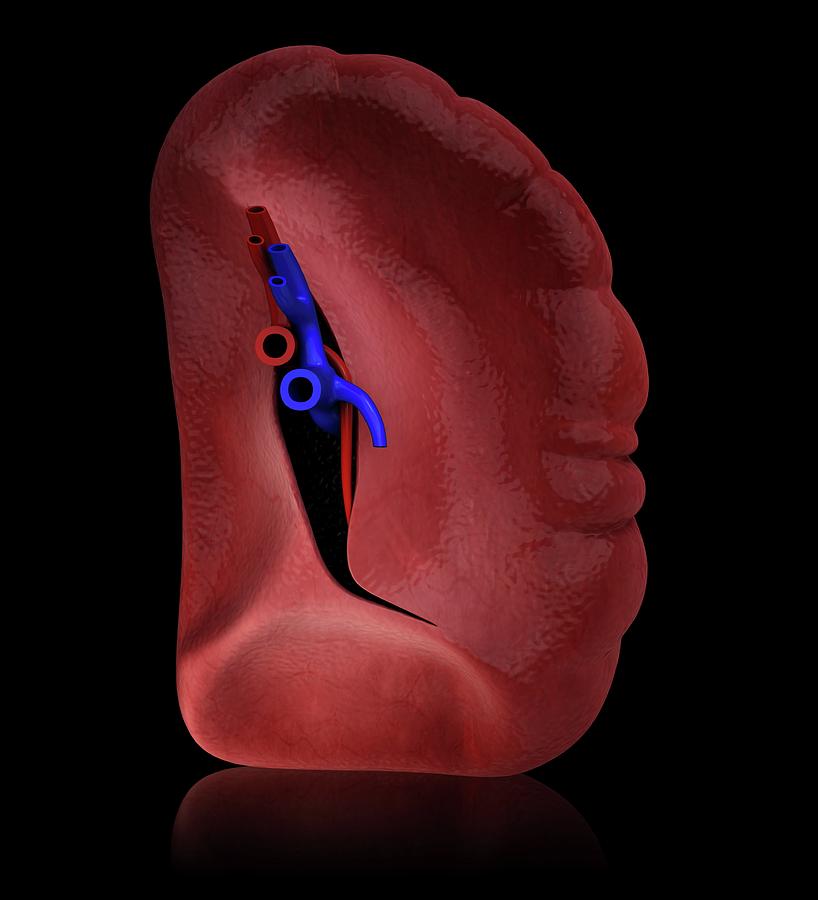 Human Spleen #20 by Science Photo Library