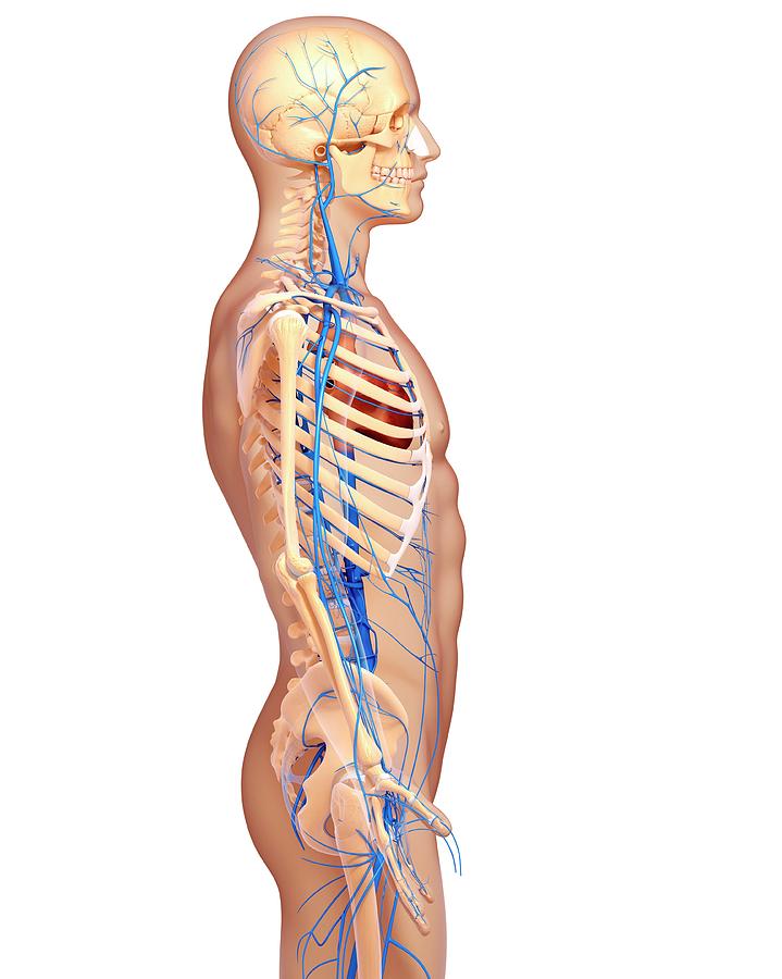 Human Veins Photograph by Pixologicstudio/science Photo Library - Fine ...