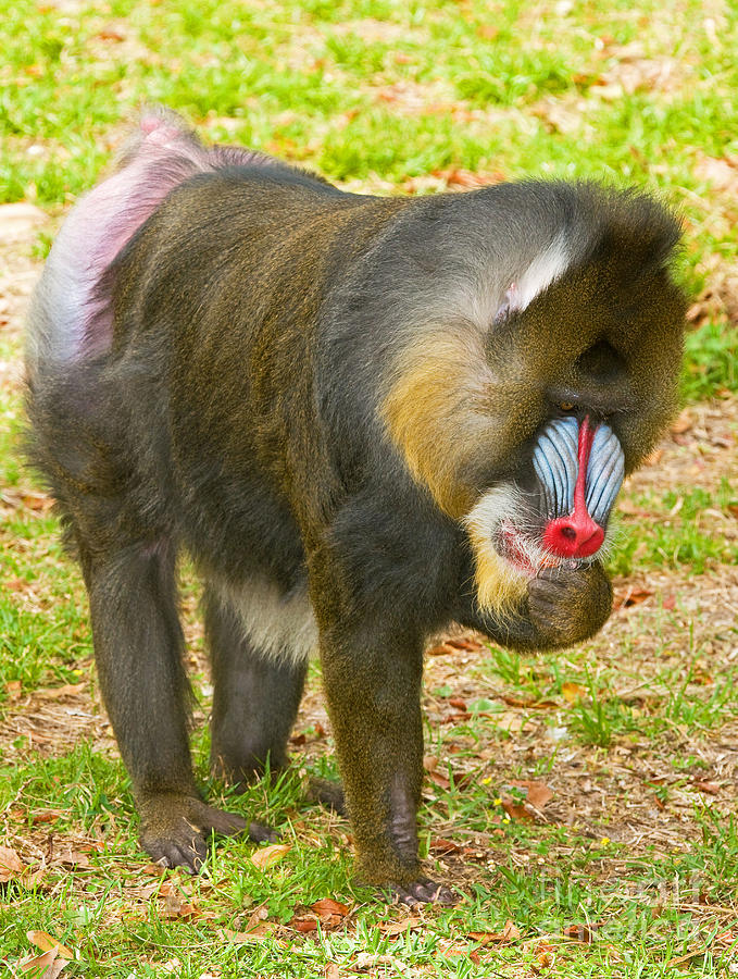 Mandrill #20 by Millard H. Sharp