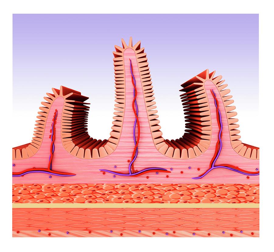 Small Intestine Photograph by Pixologicstudio - Fine Art America