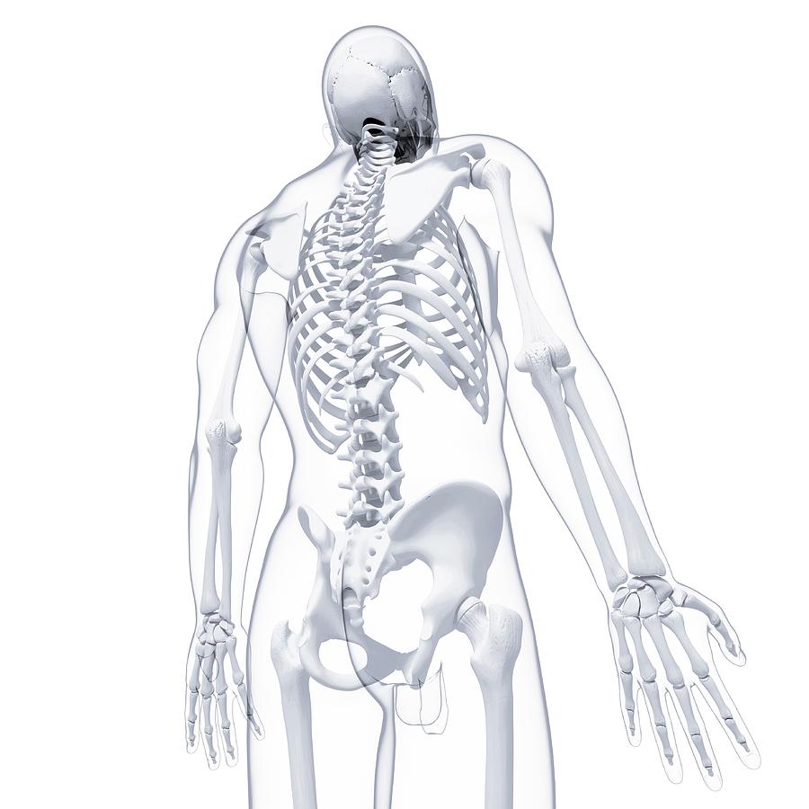 Human Skeleton Photograph by Pixologicstudio/science Photo Library - Pixels