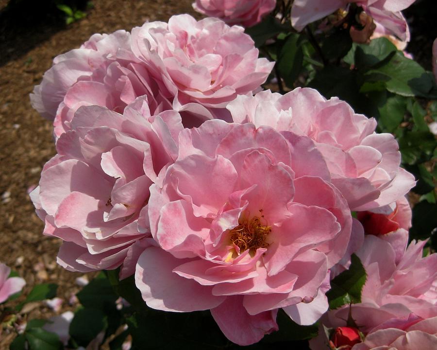 Roses Photograph by Genevieve Bascetta - Fine Art America