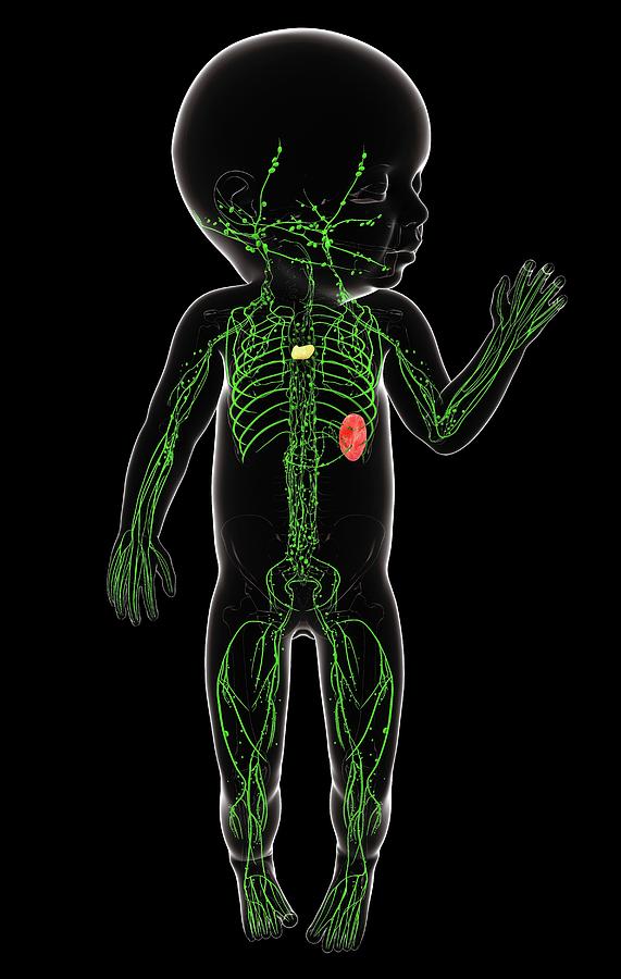 Baby's Lymphatic System #21 by Science Photo Library