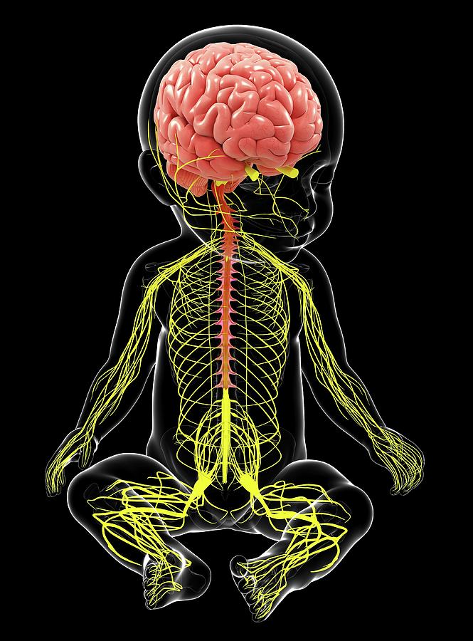 Baby's Nervous System #21 by Science Photo Library