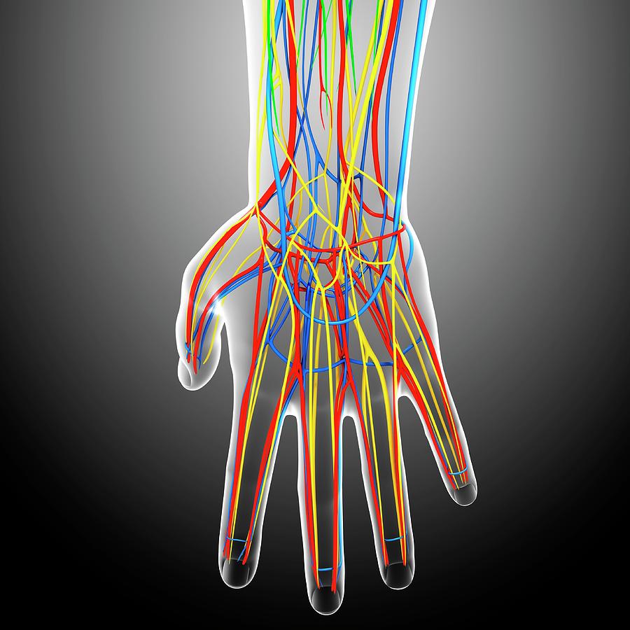 Hand Anatomy Photograph by Pixologicstudio/science Photo Library | Pixels