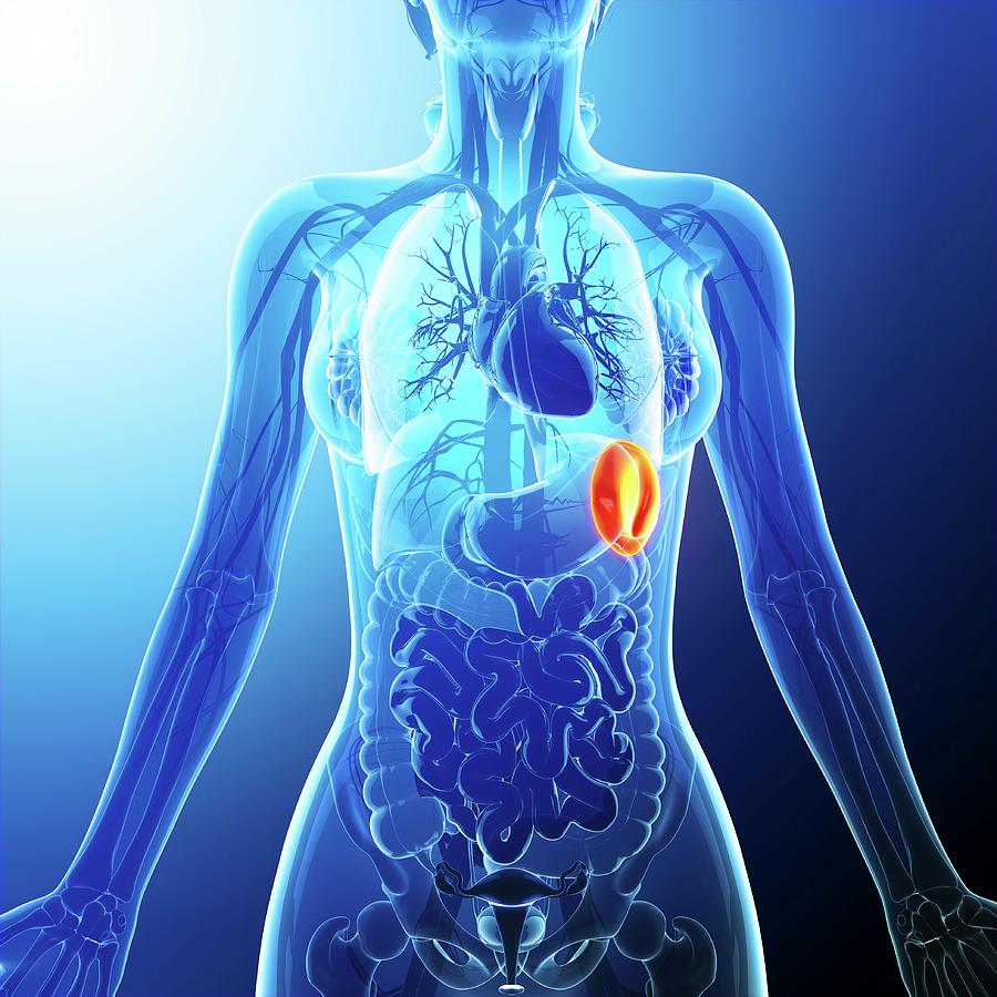 Human Spleen #21 by Pixologicstudio / Science Photo Library