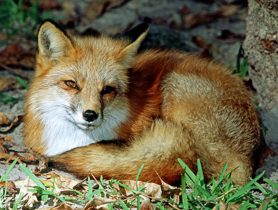 Red Fox Photograph by Millard H. Sharp - Pixels