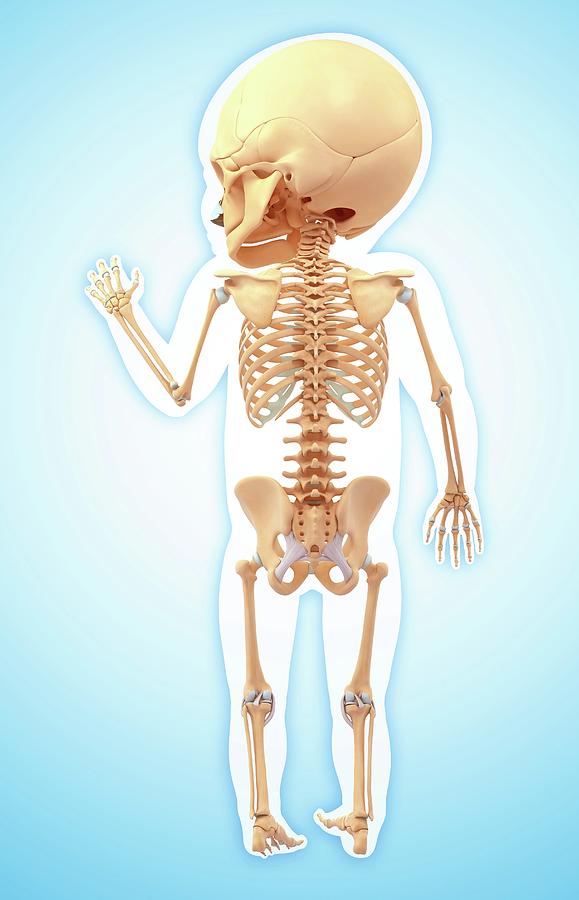 Baby's Skeletal System Photograph by Pixologicstudio - Fine Art America