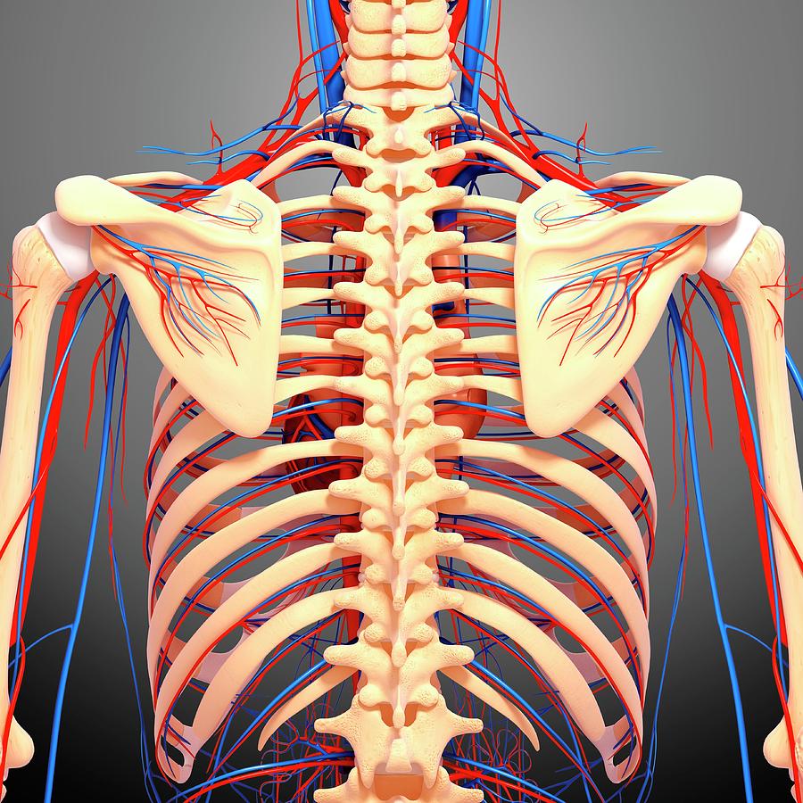 Back Anatomy Photograph by Pixologicstudio/science Photo Library - Fine ...