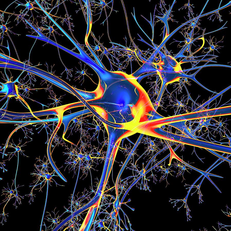 Neuron #22 Photograph by Mehau Kulyk - Pixels