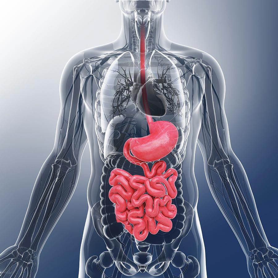 Human Digestive System #23 by Science Photo Library