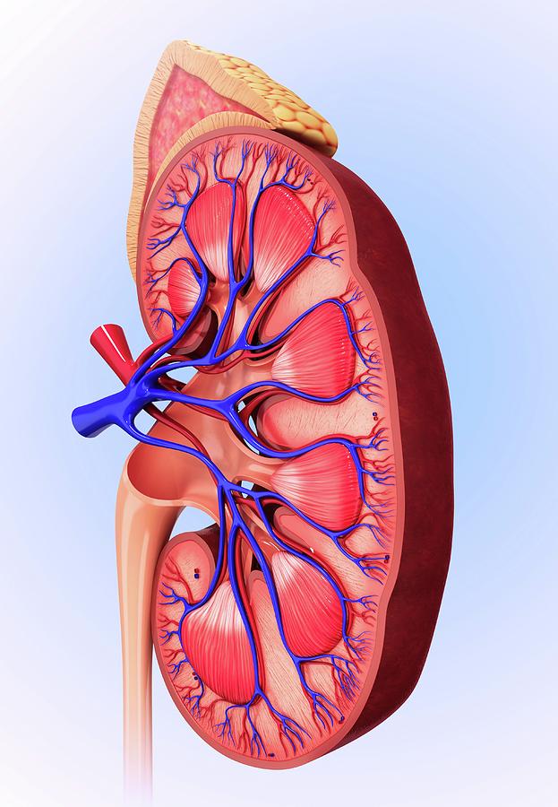 Human Kidney Photograph By Pixologicstudio Fine Art America
