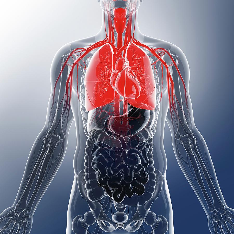 Human Lungs #23 by Science Photo Library