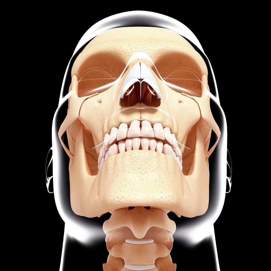 Human Skull Photograph by Pixologicstudio/science Photo Library - Fine ...